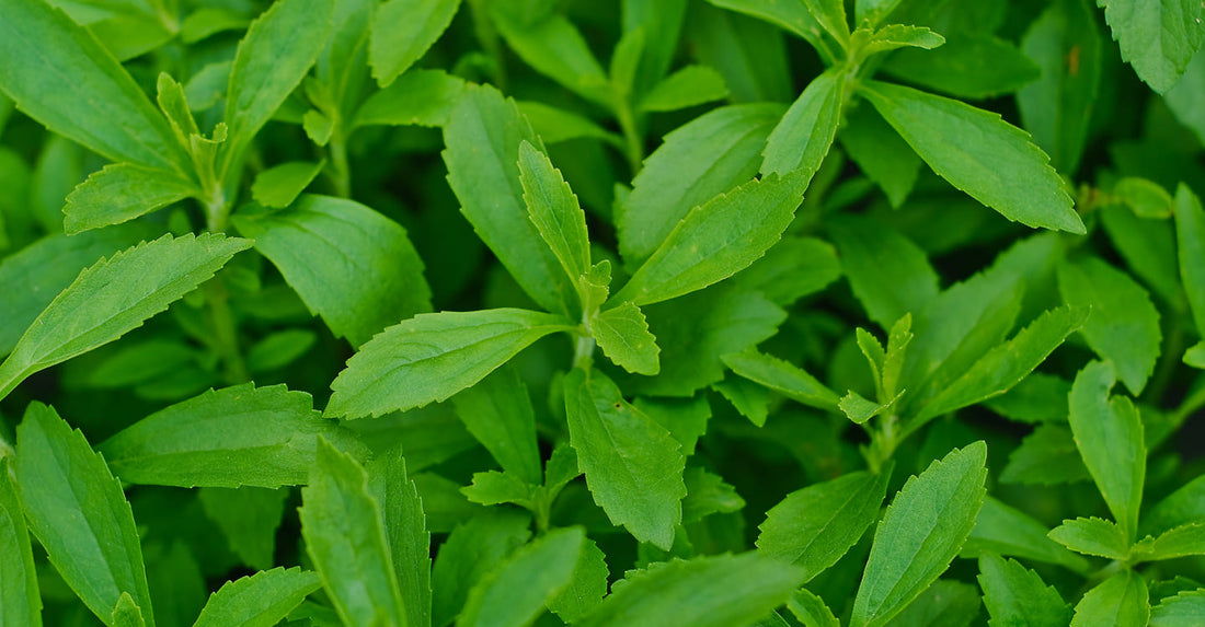 Stevia - Whole Earth Sweetener – Whole Earth Sweetener Company LLC